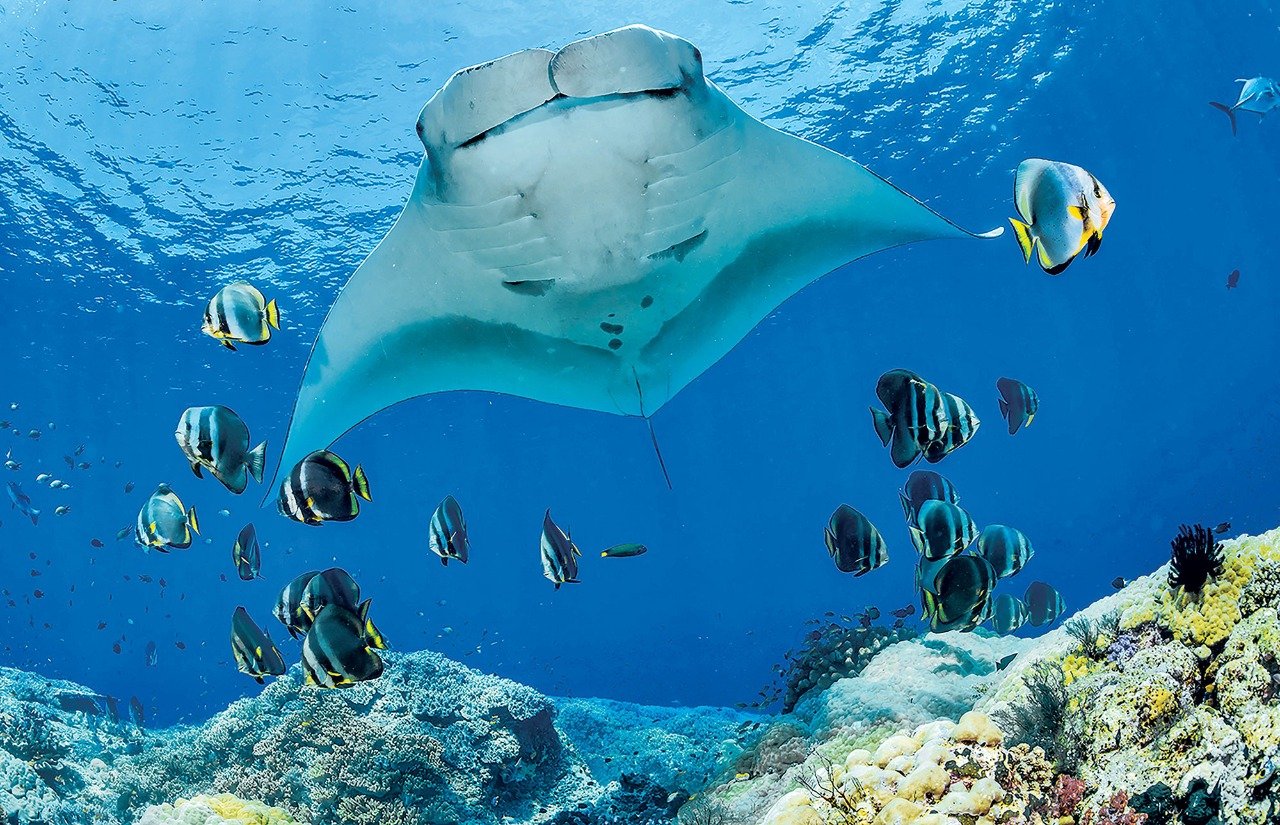 The Underwater World of Misool » Ourislands.id English