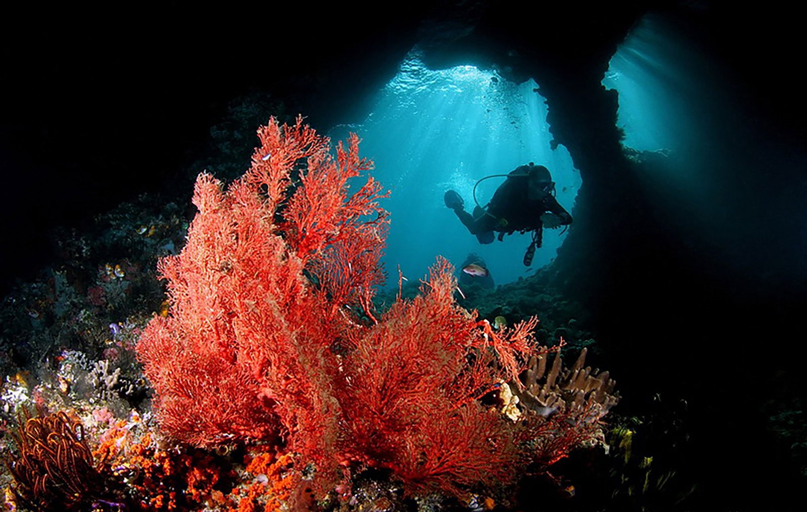 The Underwater World of Misool » OurIslands.id