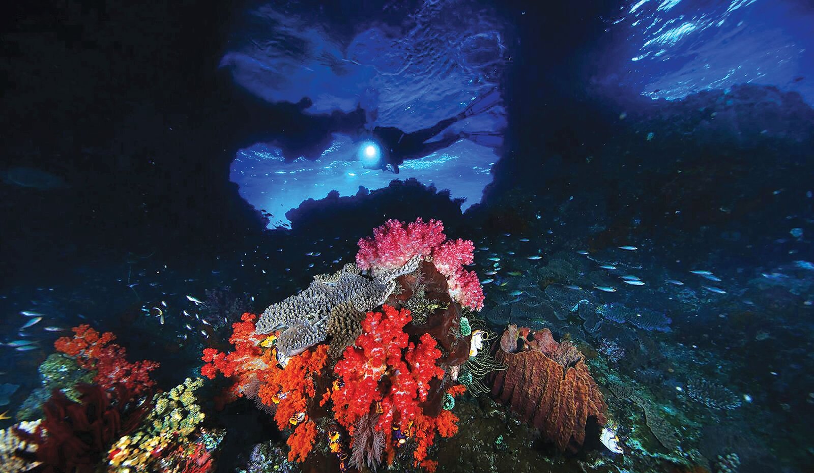 The Underwater World of Misool » OurIslands.id